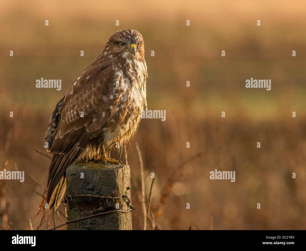 Big buzzard hi-res stock photography and images - Alamy
