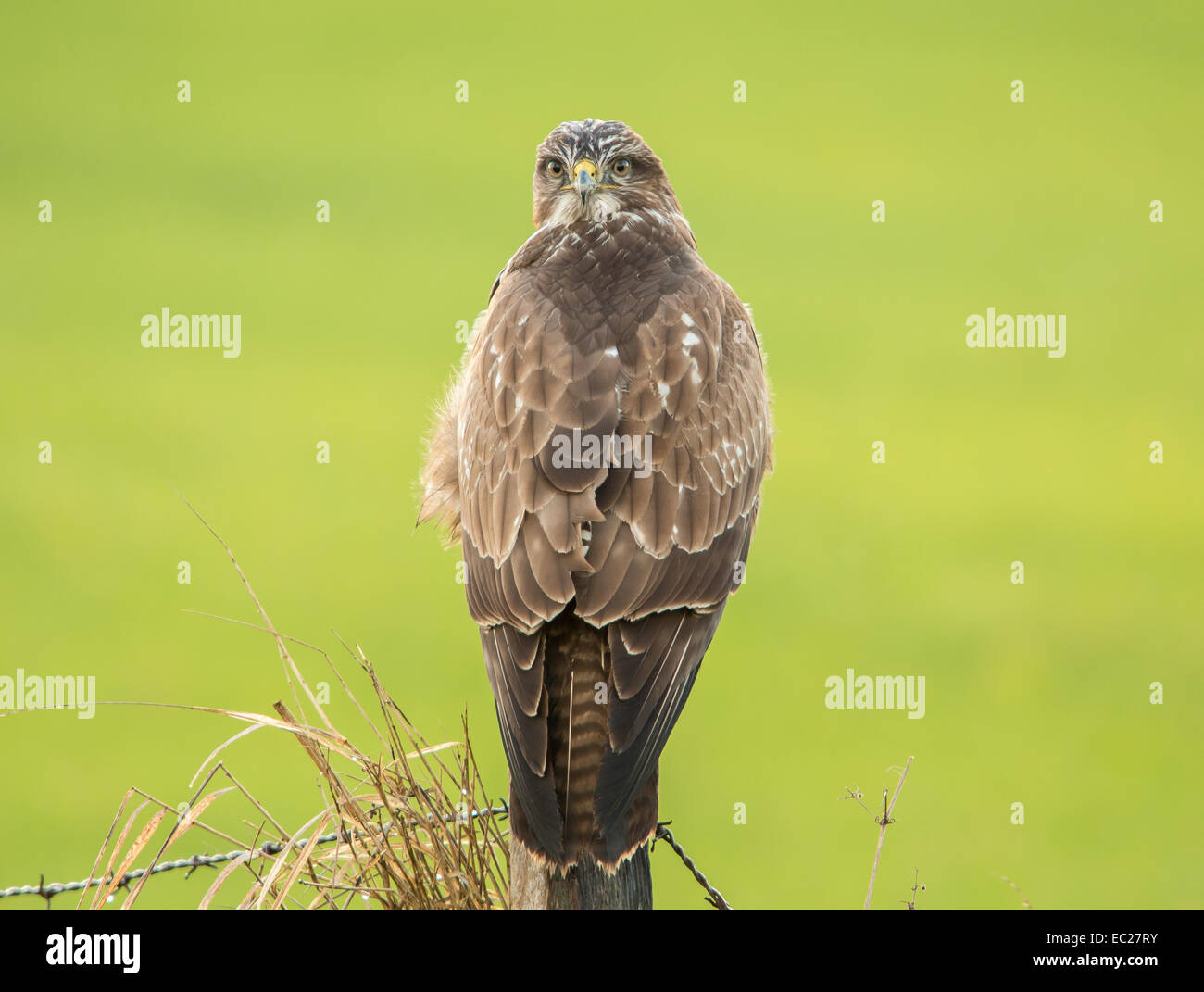 Stare at the sun hi-res stock photography and images - Alamy