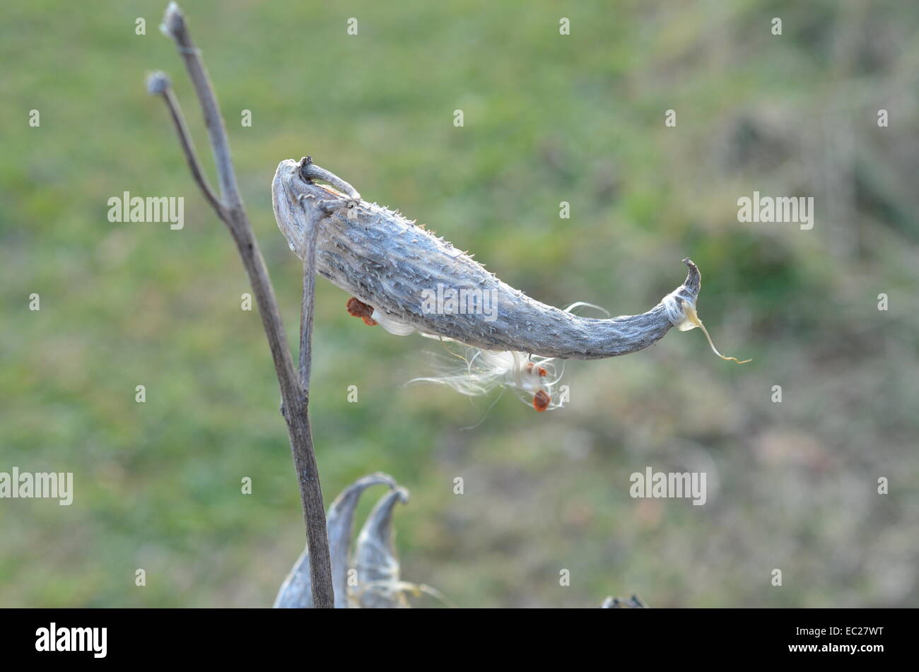 Milkweed pod hi-res stock photography and images - Alamy