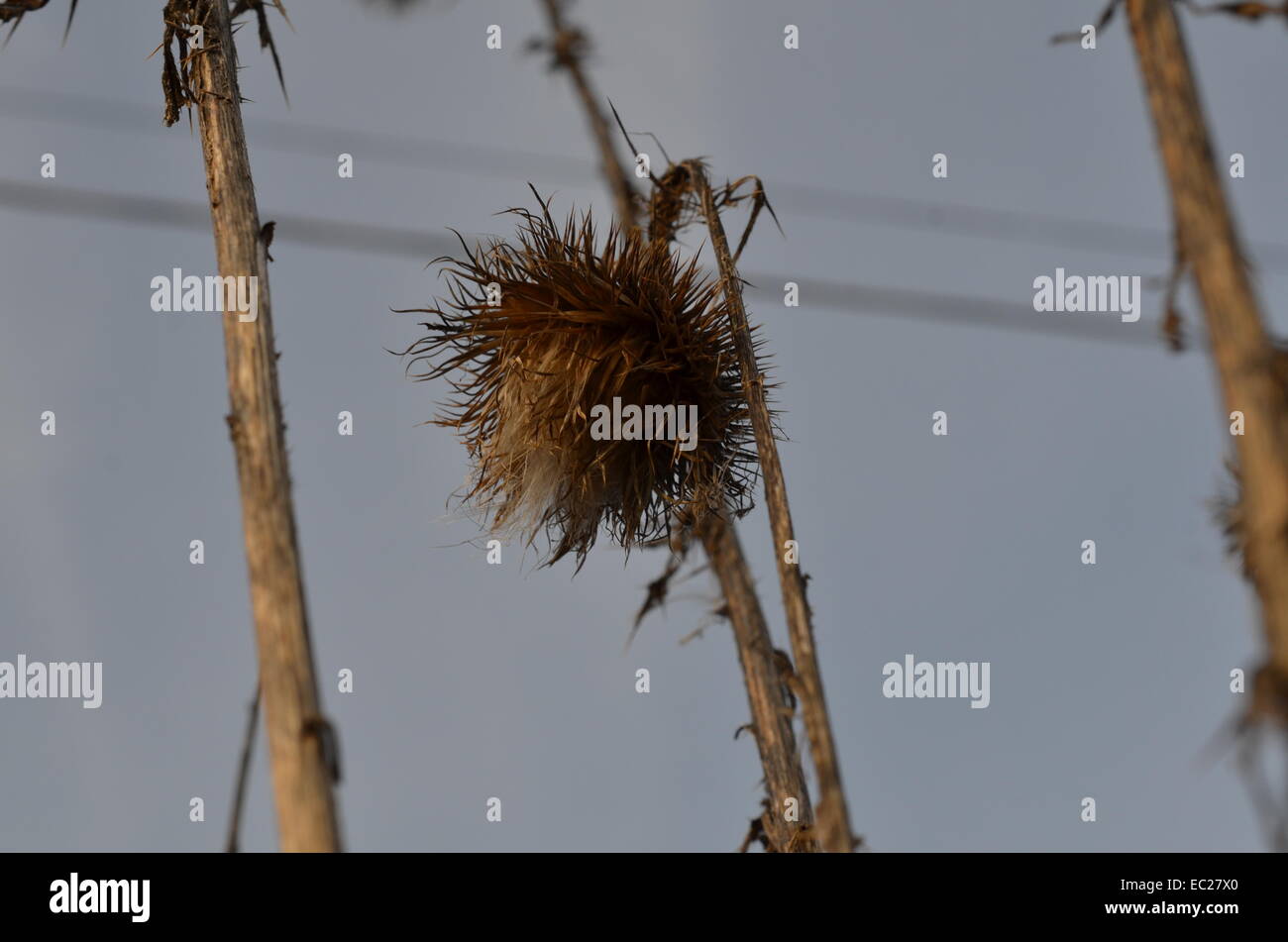 Roadside Thistle High Resolution Stock Photography and Images - Alamy