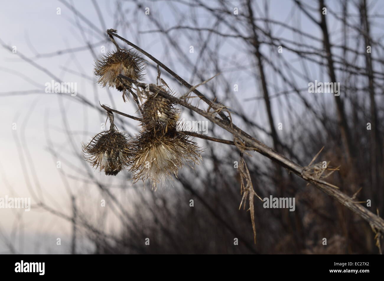 Dried stalk hi-res stock photography and images - Alamy