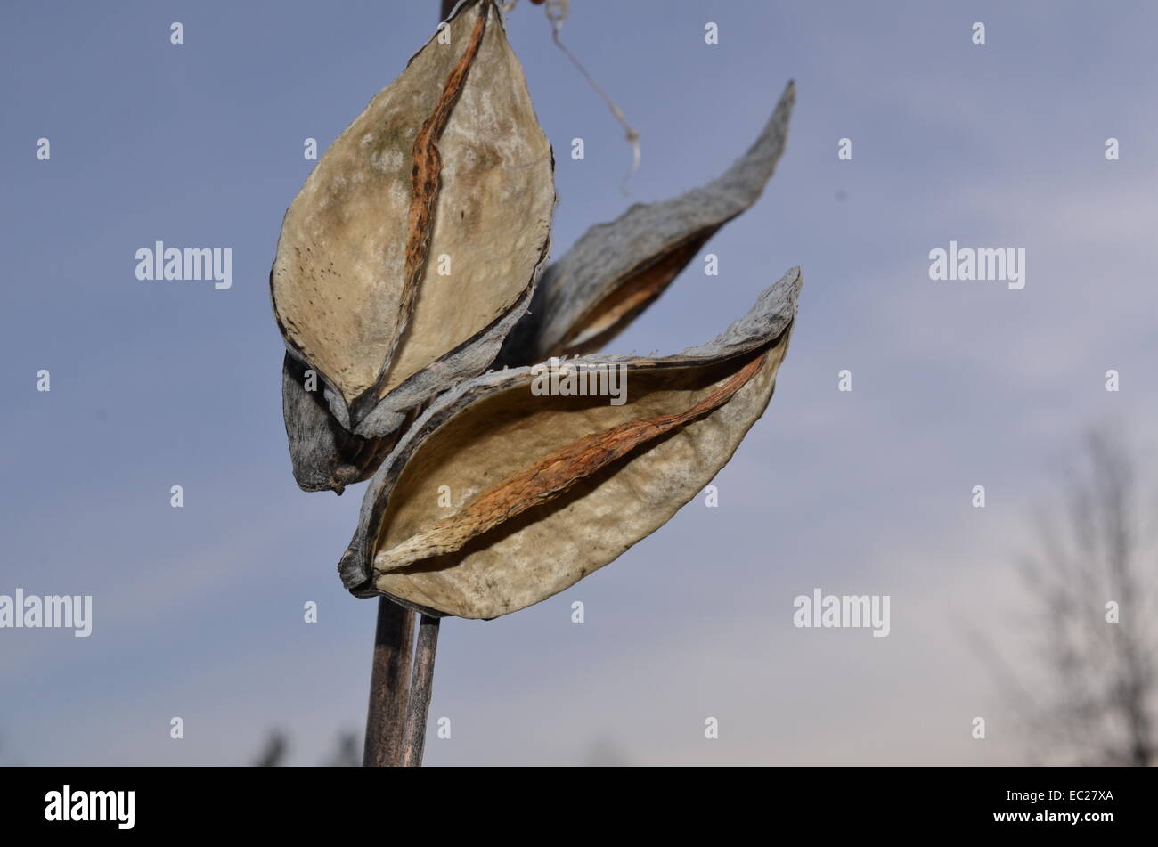 Milkweed pod hi-res stock photography and images - Alamy