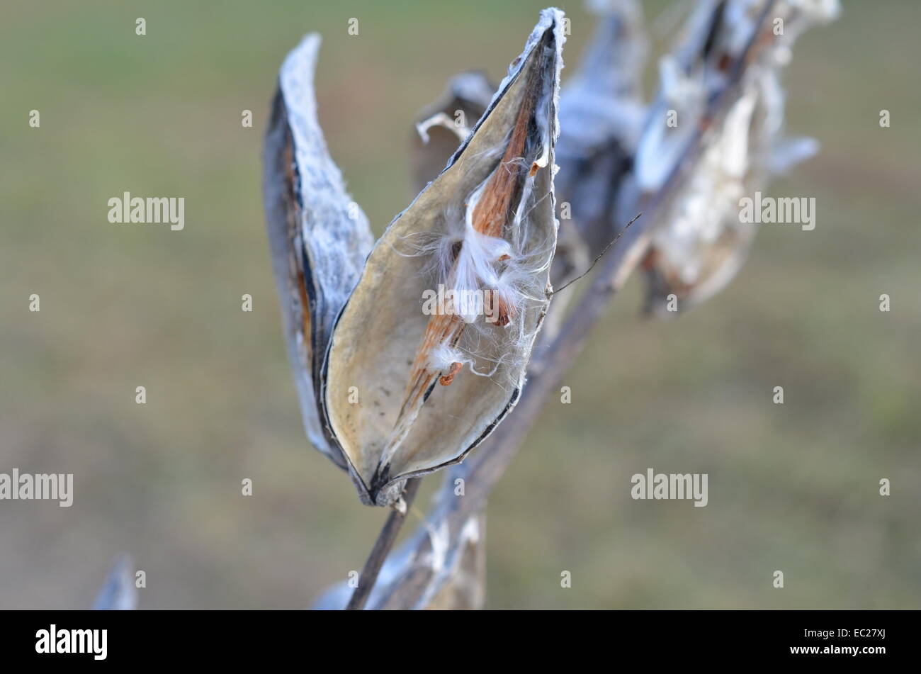milkweed pod with seeds and fluff still there Stock Photo - Alamy