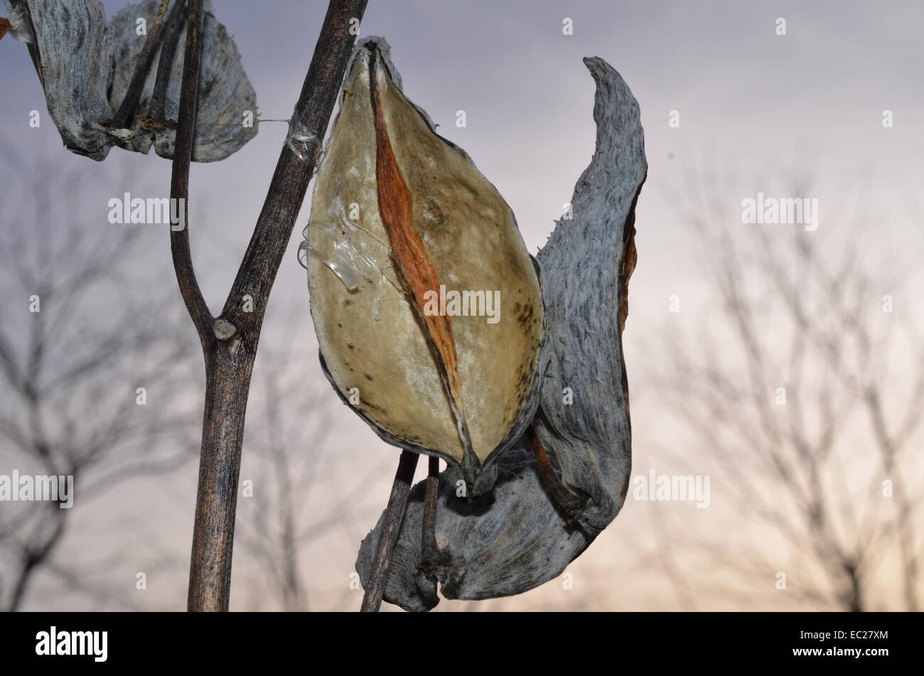 Milkweed pod hi-res stock photography and images - Alamy