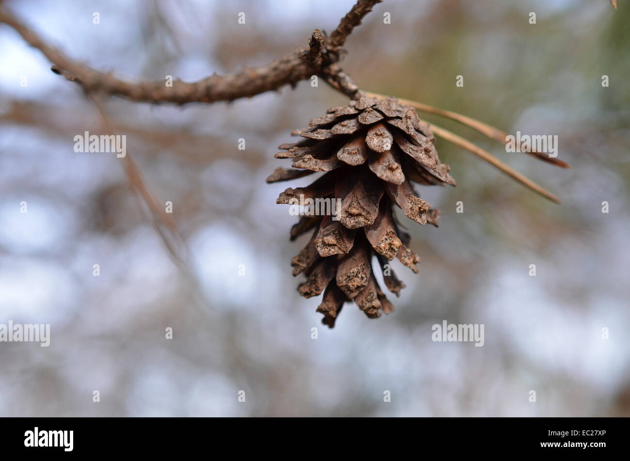 Pine cone seed hi-res stock photography and images - Alamy