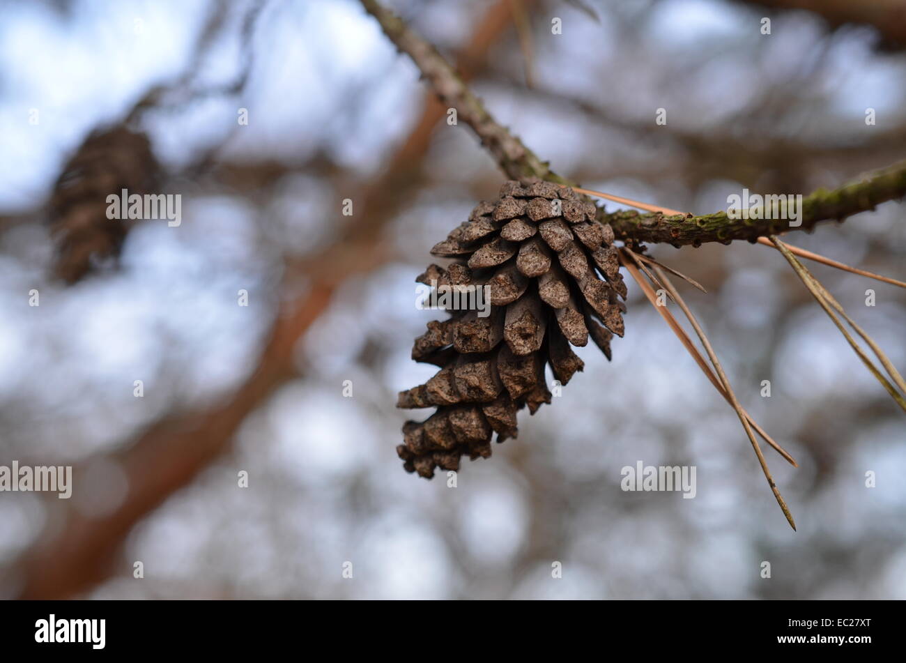 pine cone in tree Stock Photo - Alamy