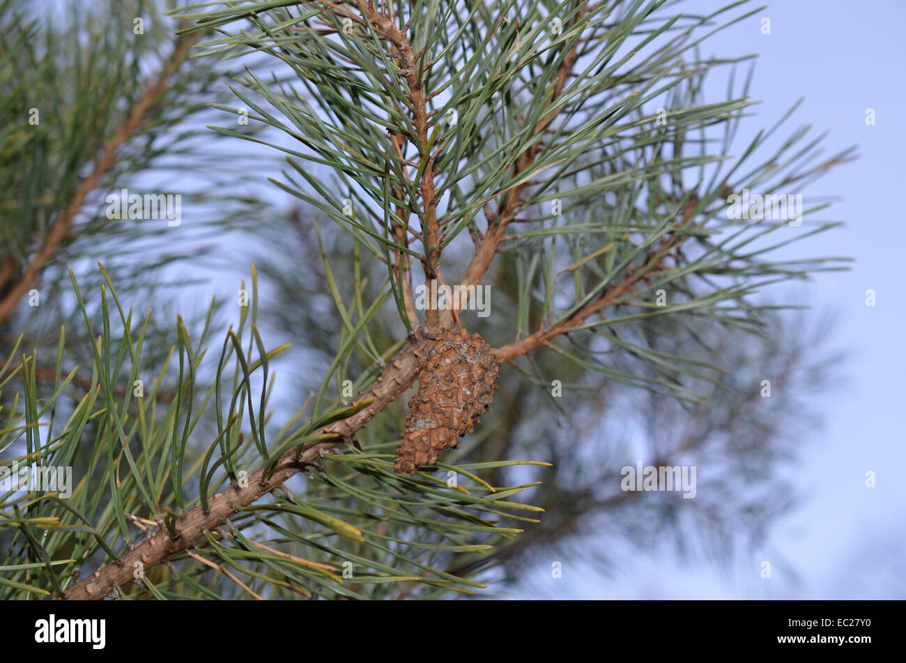 Long cone hi-res stock photography and images - Alamy