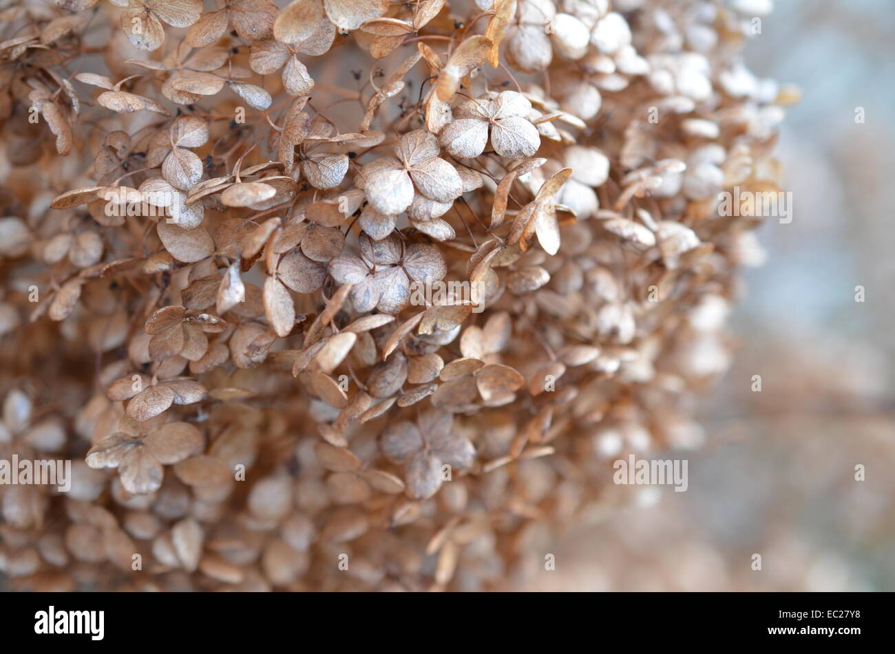 Dried hydrangea hi-res stock photography and images - Alamy