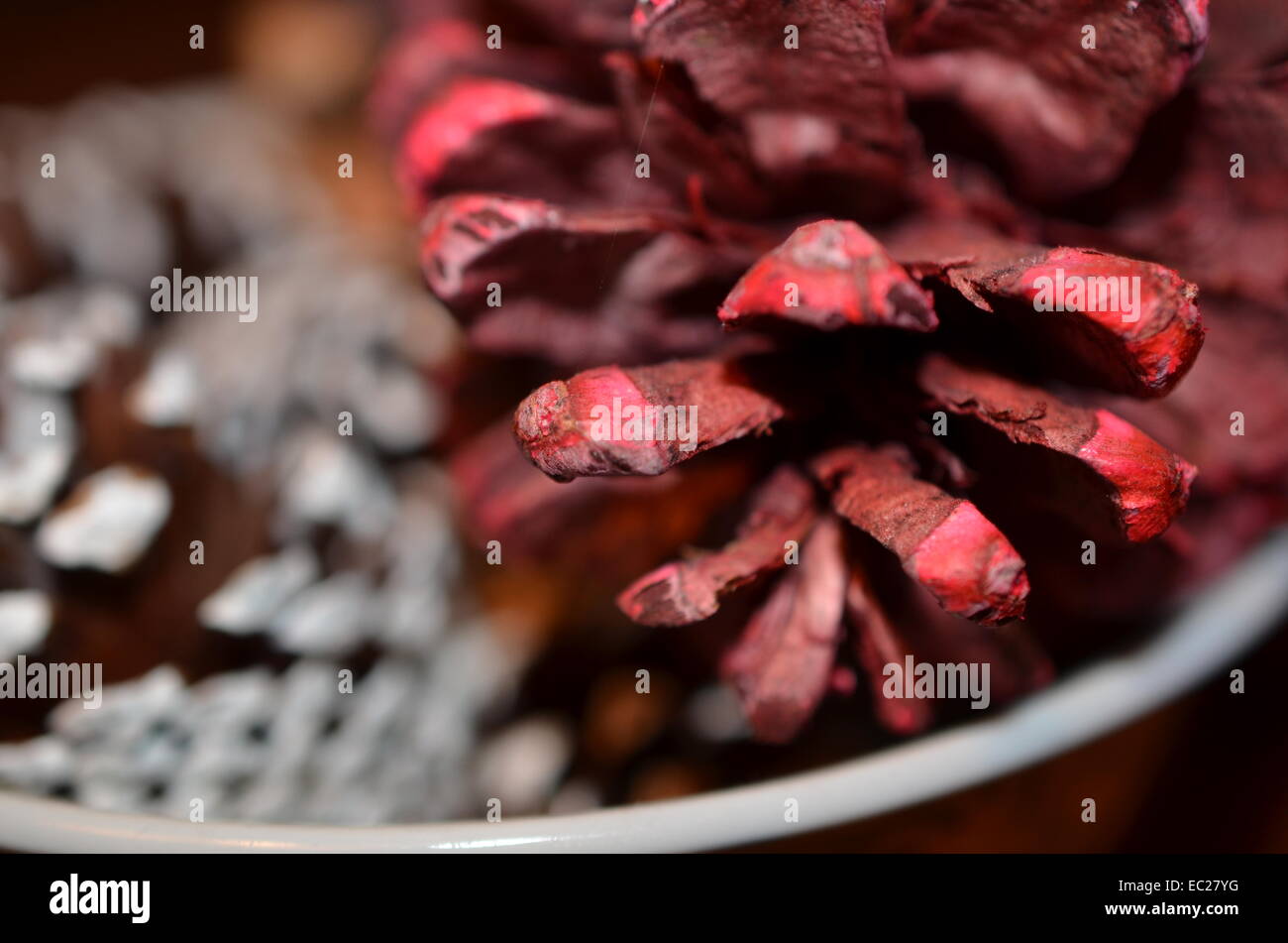 red pine cone Stock Photo - Alamy