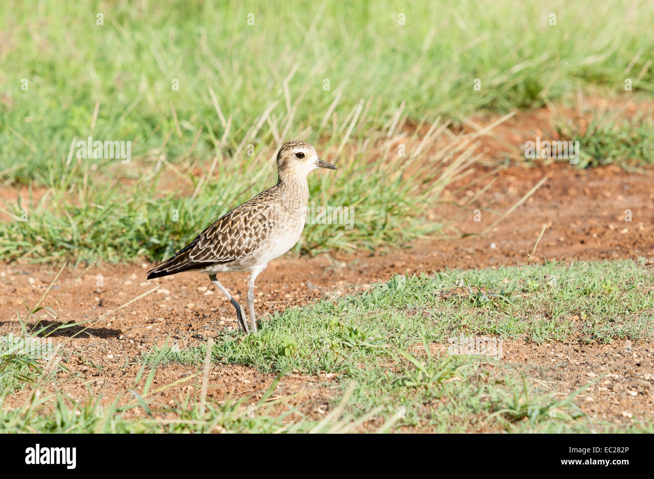 Pacific Golden Plover. Hawaii Stock Photo - Alamy