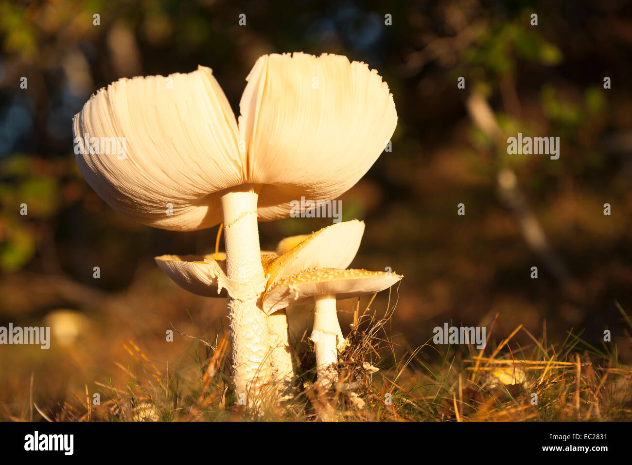 Mushroom or fungi.Parasol Mushroom Stock Photo - Alamy