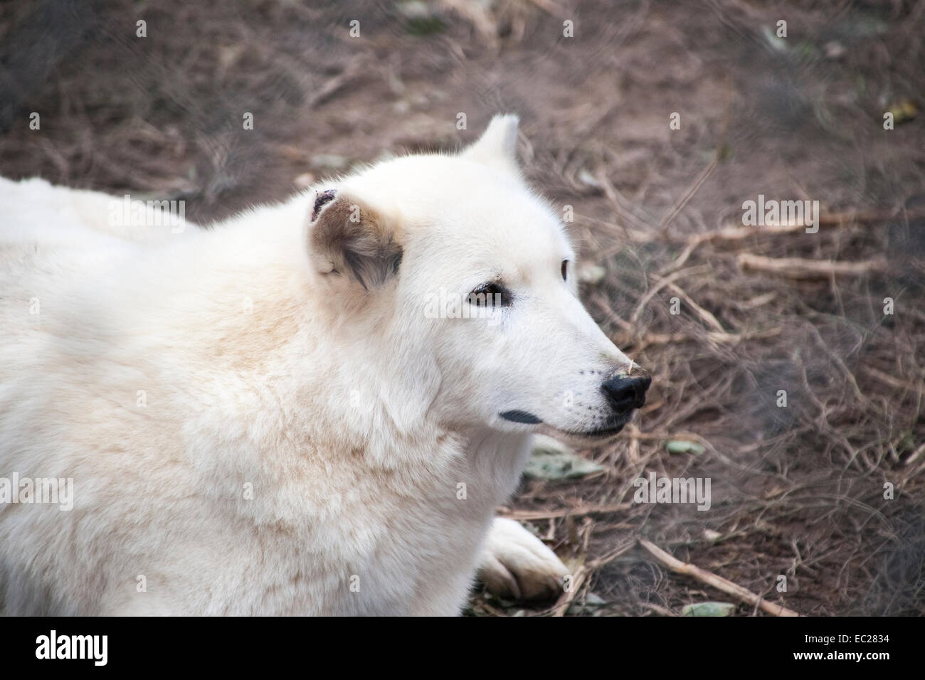 Wolf ear hi-res stock photography and images - Alamy