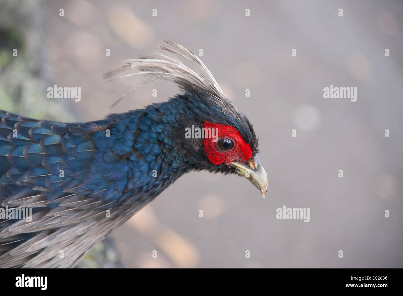 Kalij pheasant hi-res stock photography and images - Alamy