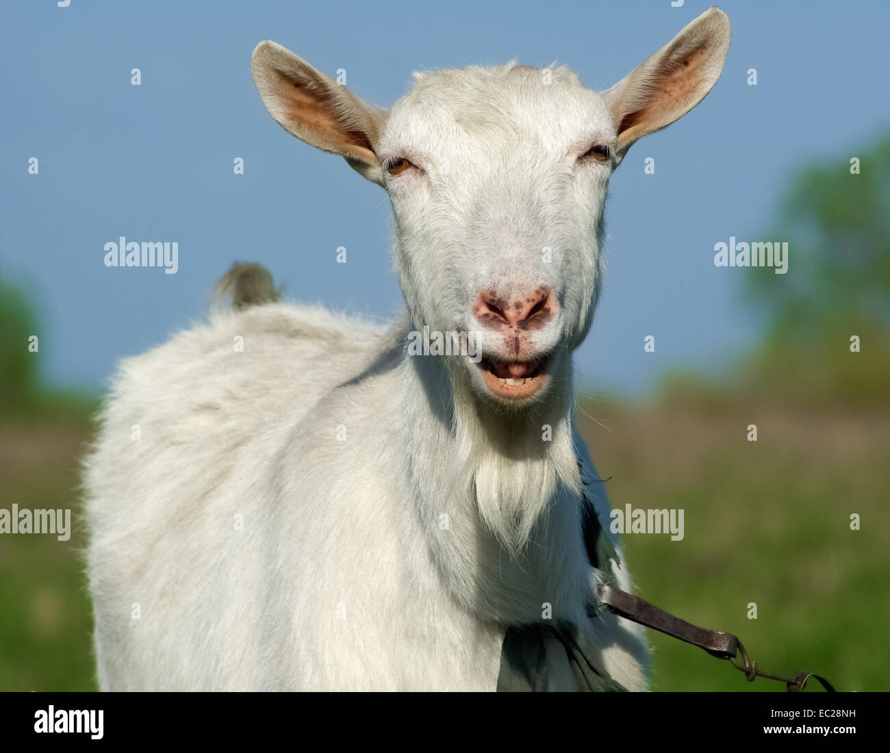 Portrait of a horned and bearded smiling goat Stock Photo - Alamy