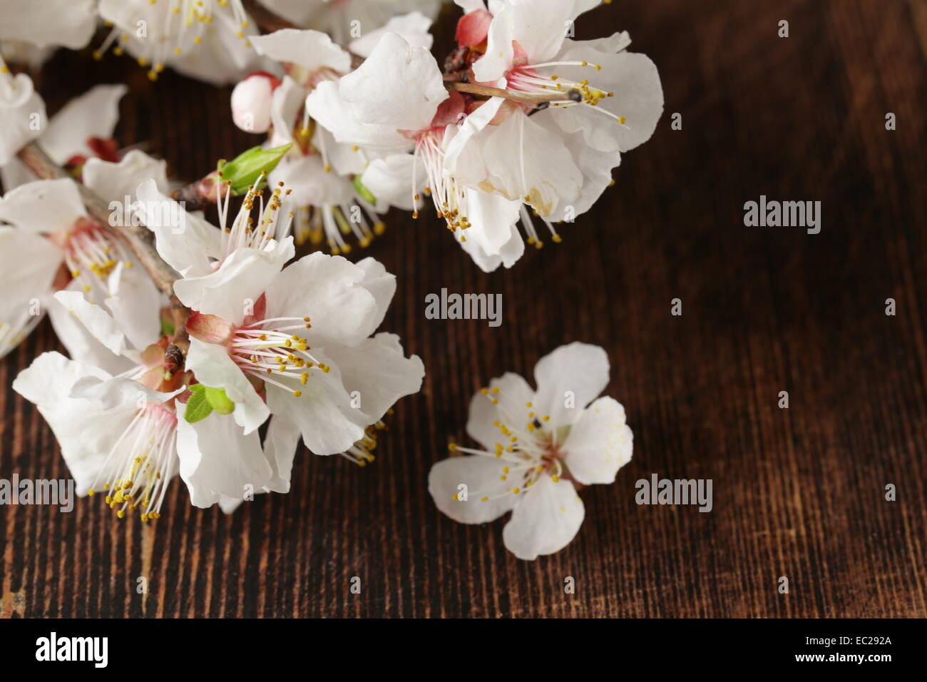 Cherry apple tree hi-res stock photography and images - Alamy