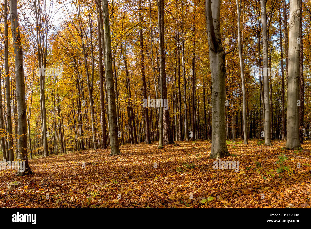 Forest in autumn with ground covered by dead leaves Stock Photo - Alamy