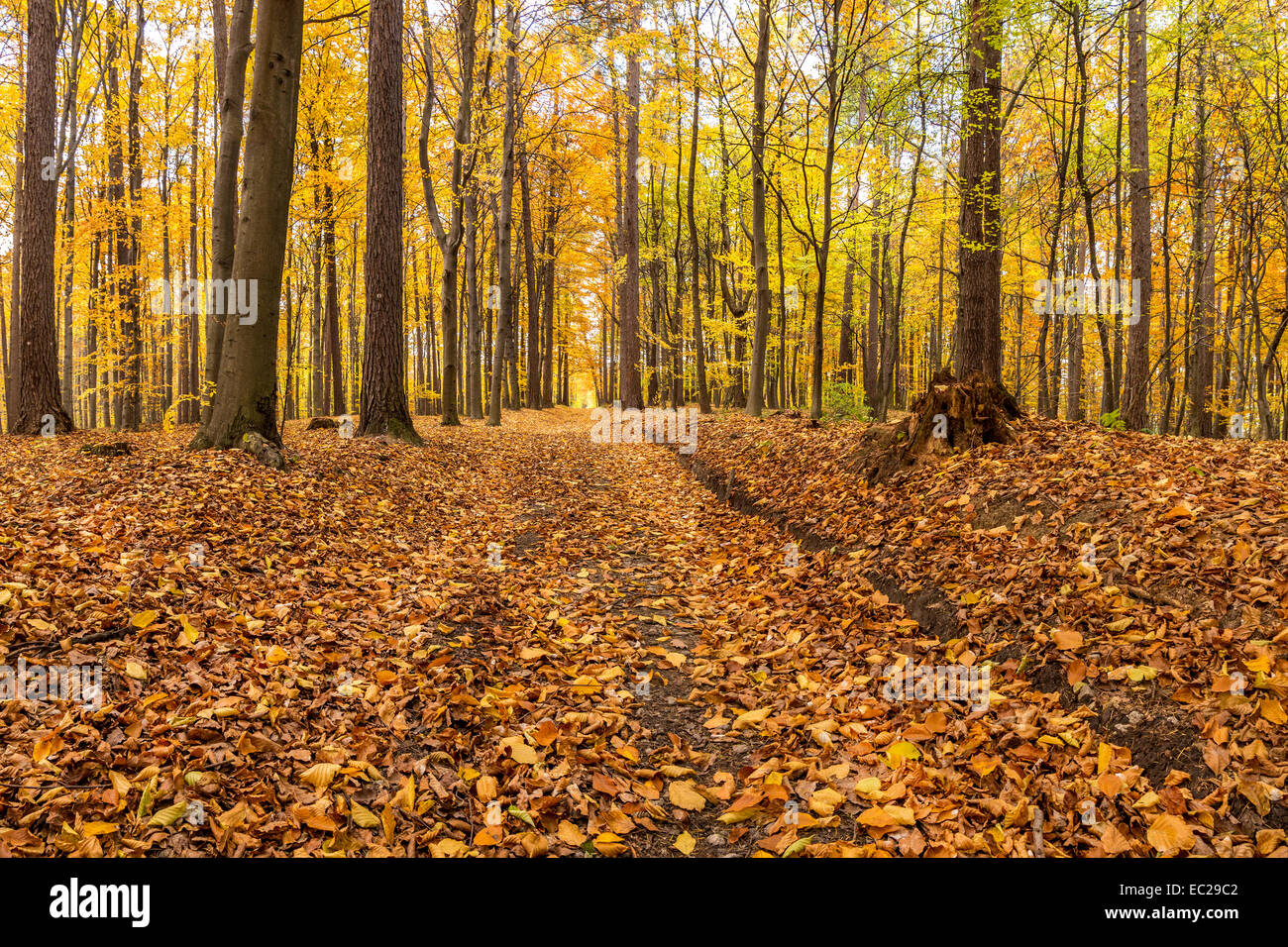 Path dead plants hi-res stock photography and images - Alamy