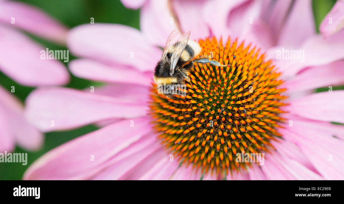 Pollination bee flower hi-res stock photography and images - Alamy