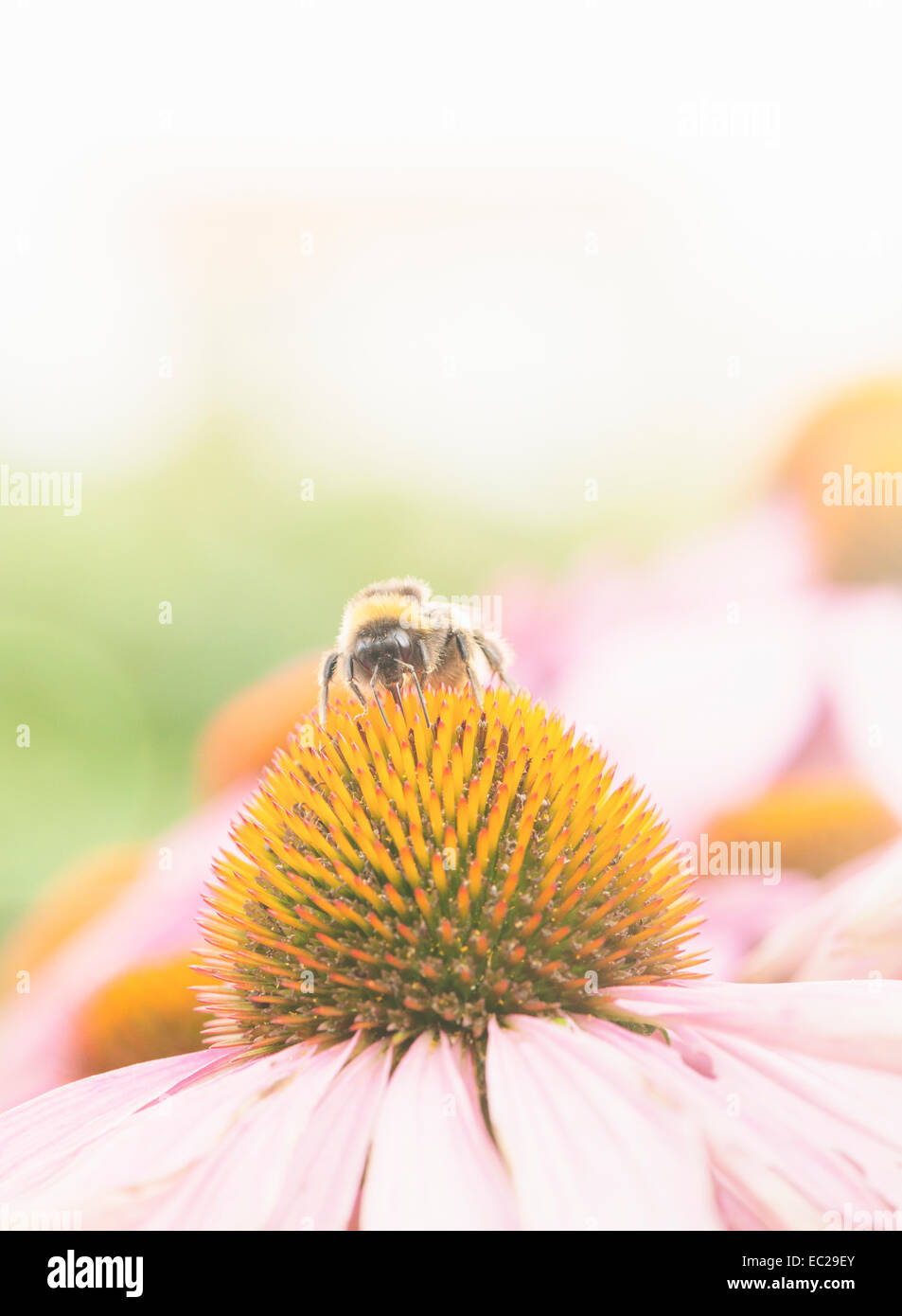 Macro shot of bee pollinating flower Stock Photo - Alamy