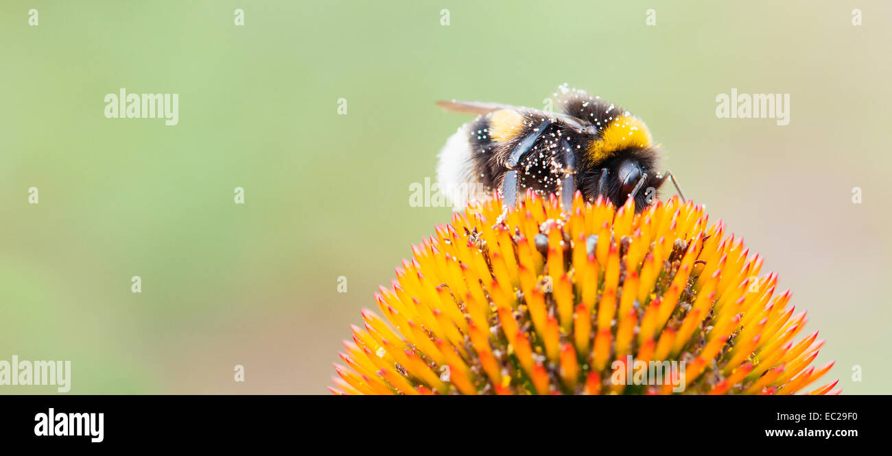 Macro shot of bee pollinating flower Stock Photo - Alamy