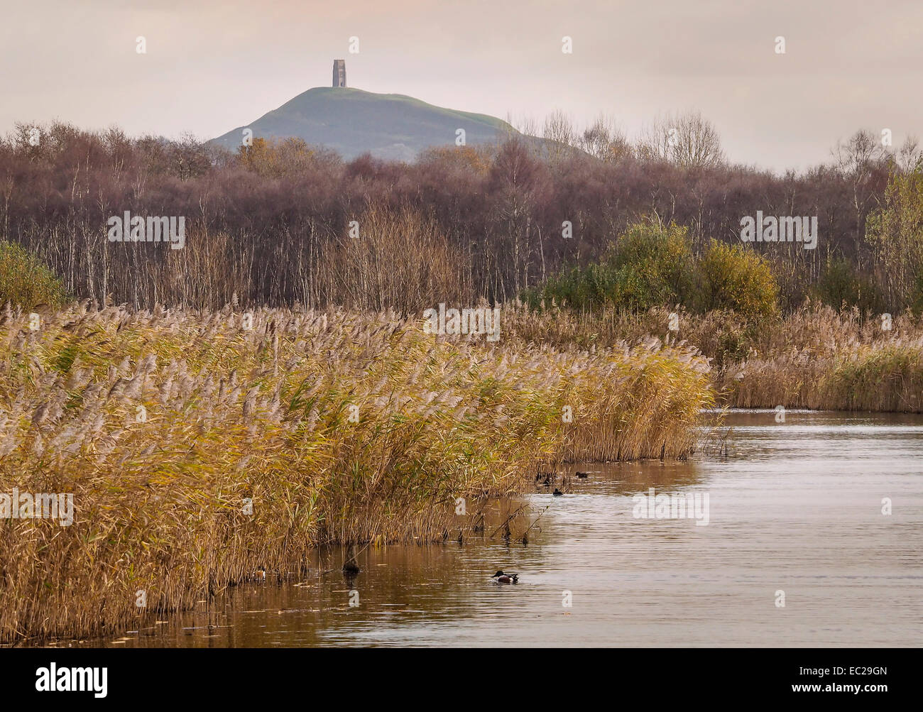 Wetlands somerset hi-res stock photography and images - Alamy