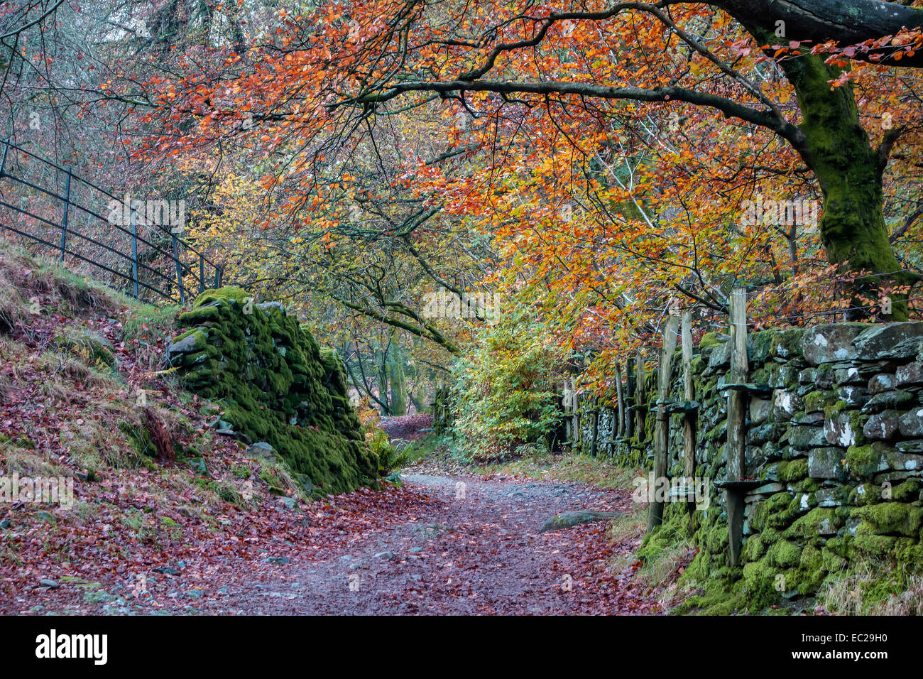 Woodland Track with Beech Trees showing Autumn Colour, Near Grasmere in ...