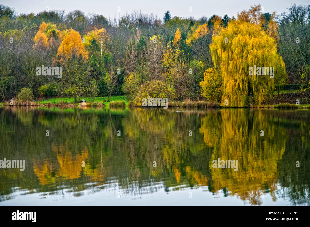 autumn background beautiful beauty bright bush colors day environment ...