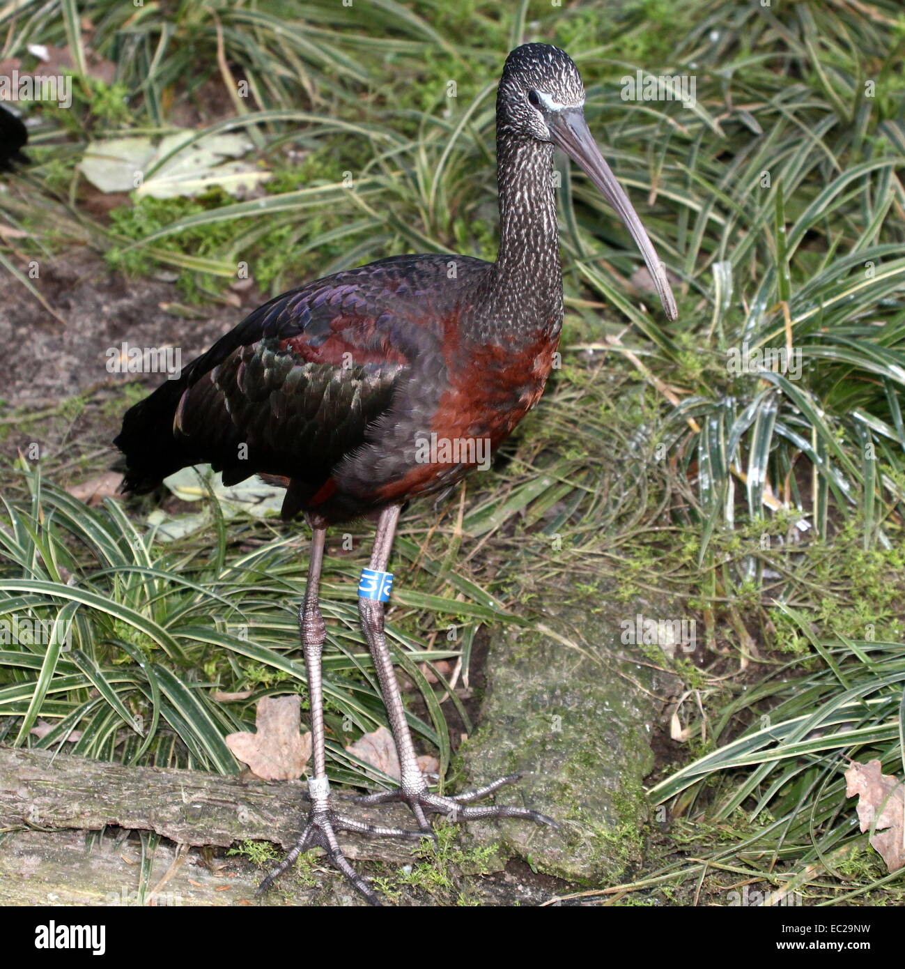 Glossy Ibis (Plegadis falcinellus) in colourful breeding plumage Stock ...