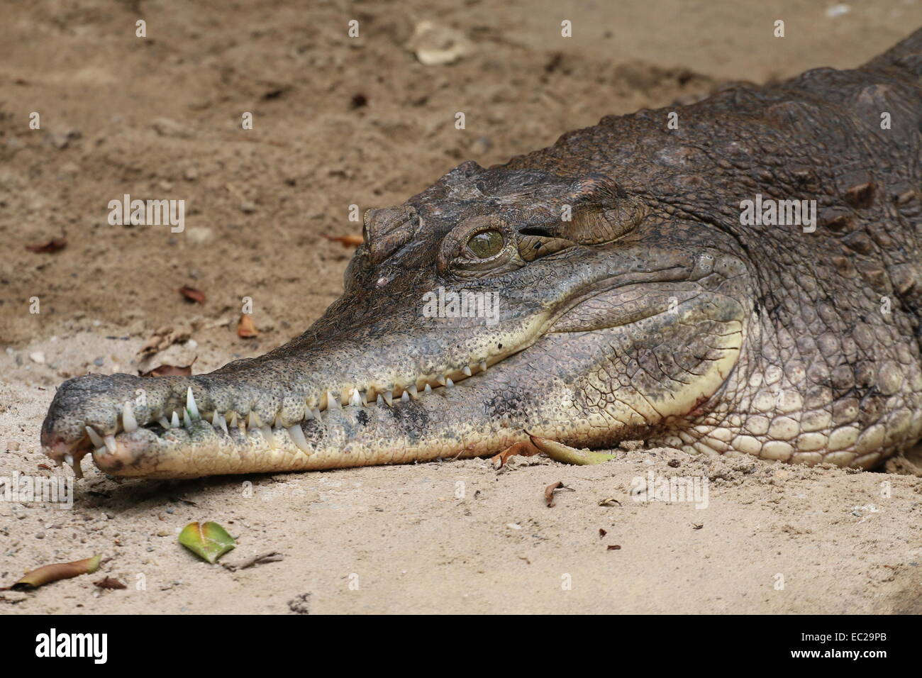 African Slender-snouted crocodile (Mecistops cataphractus) close-up of ...