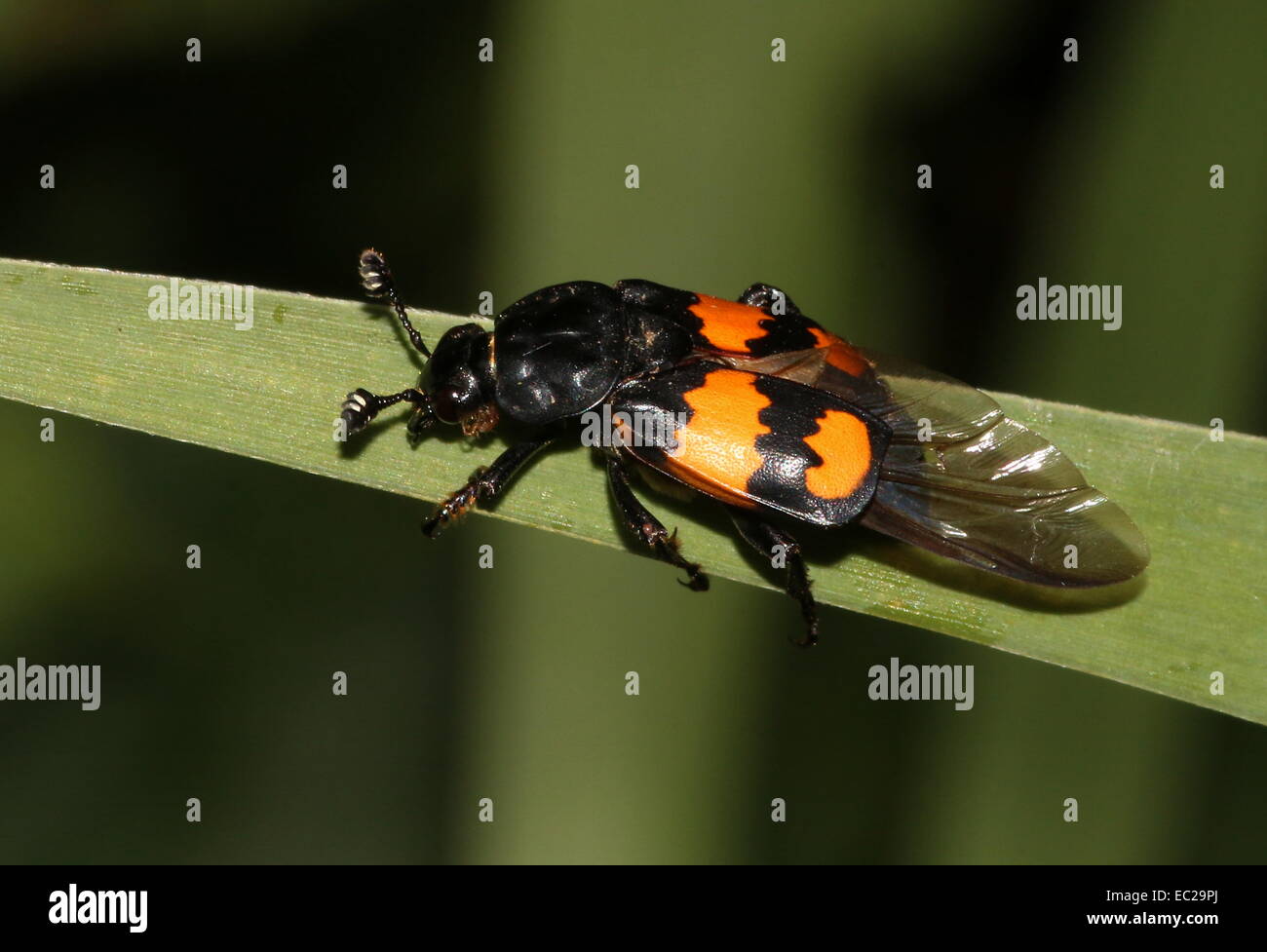 Nicrophorus vespillo, a large and colourful European burying beetle or ...