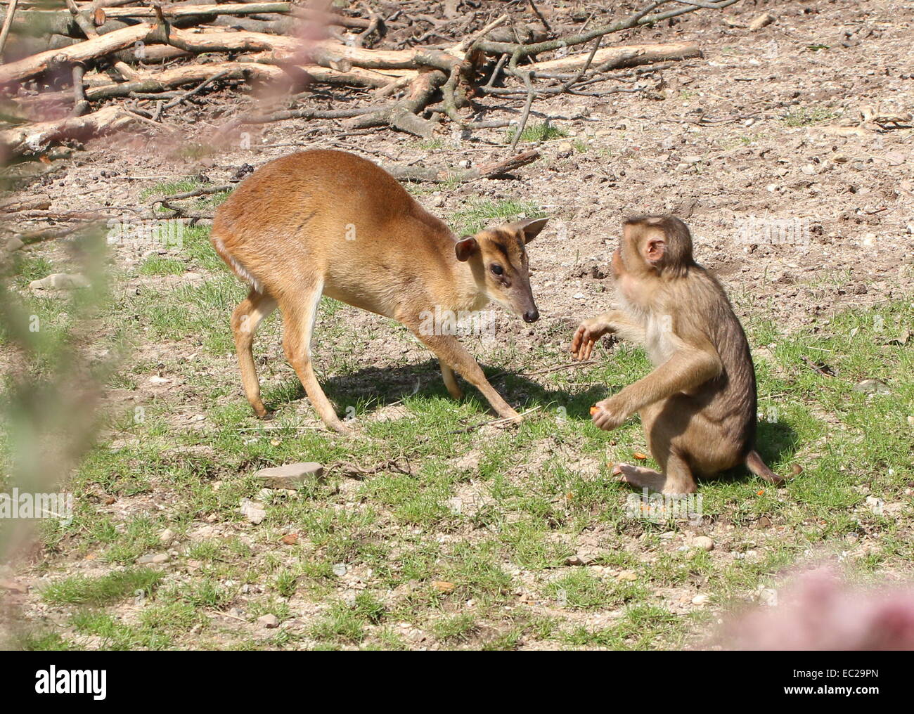 Macaco de cola de cerdo hi-res stock photography and images - Alamy