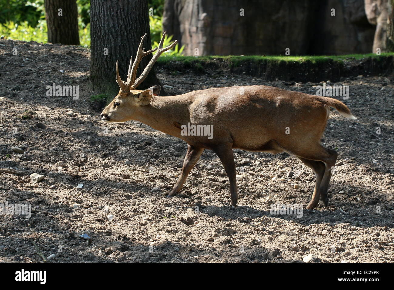 Male Indian hog deer (Axis Porcinus, Hyelaphus porcinus Stock Photo - Alamy