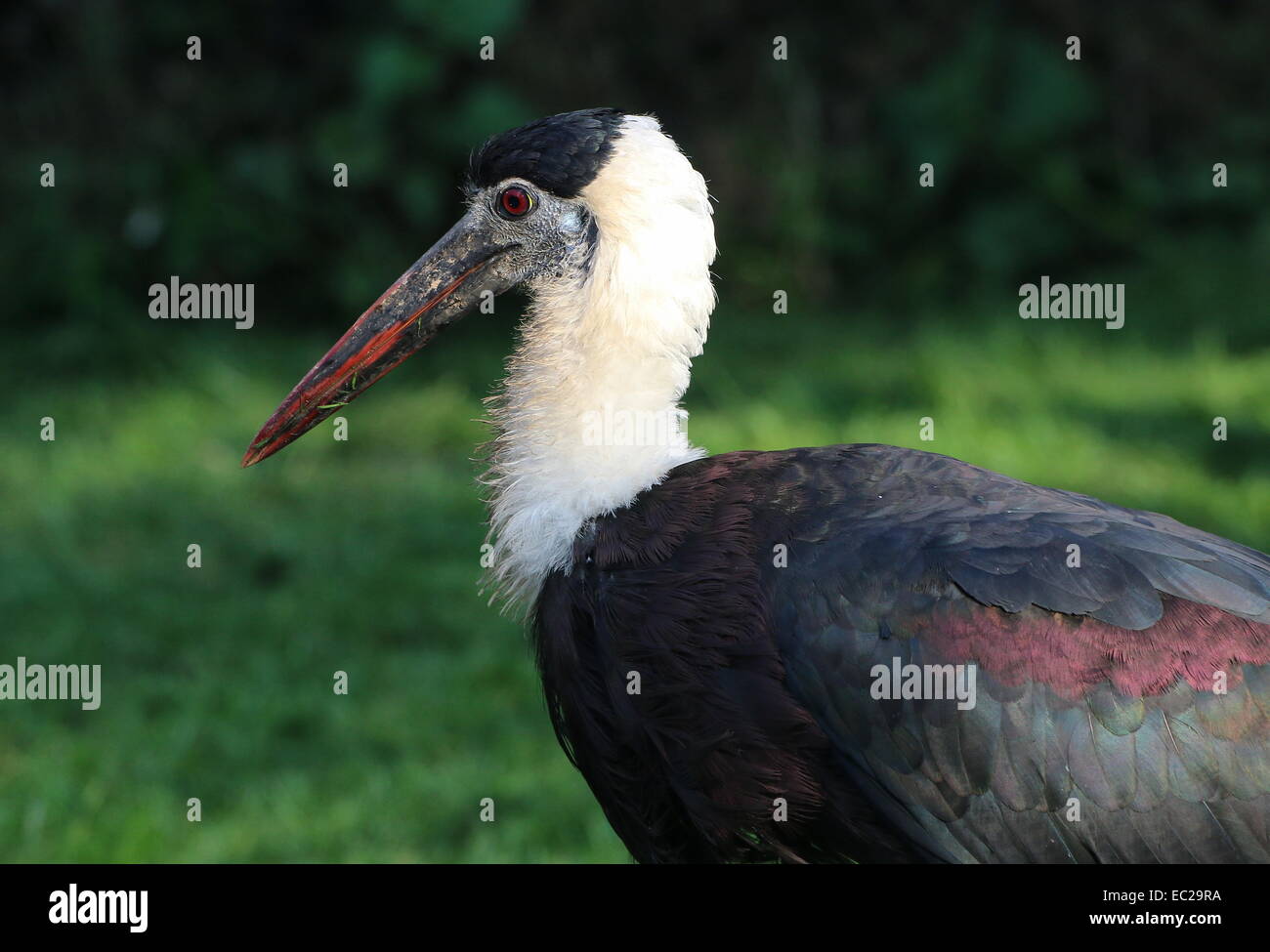 African woolly necked stork hi-res stock photography and images - Alamy