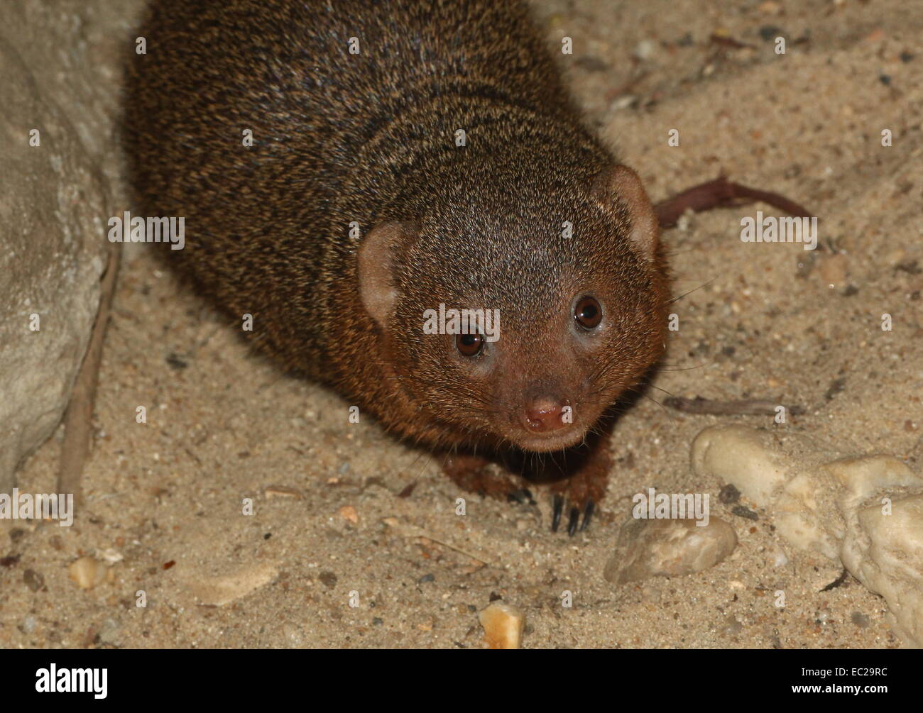 East African Common Dwarf Mongoose High Resolution Stock Photography ...