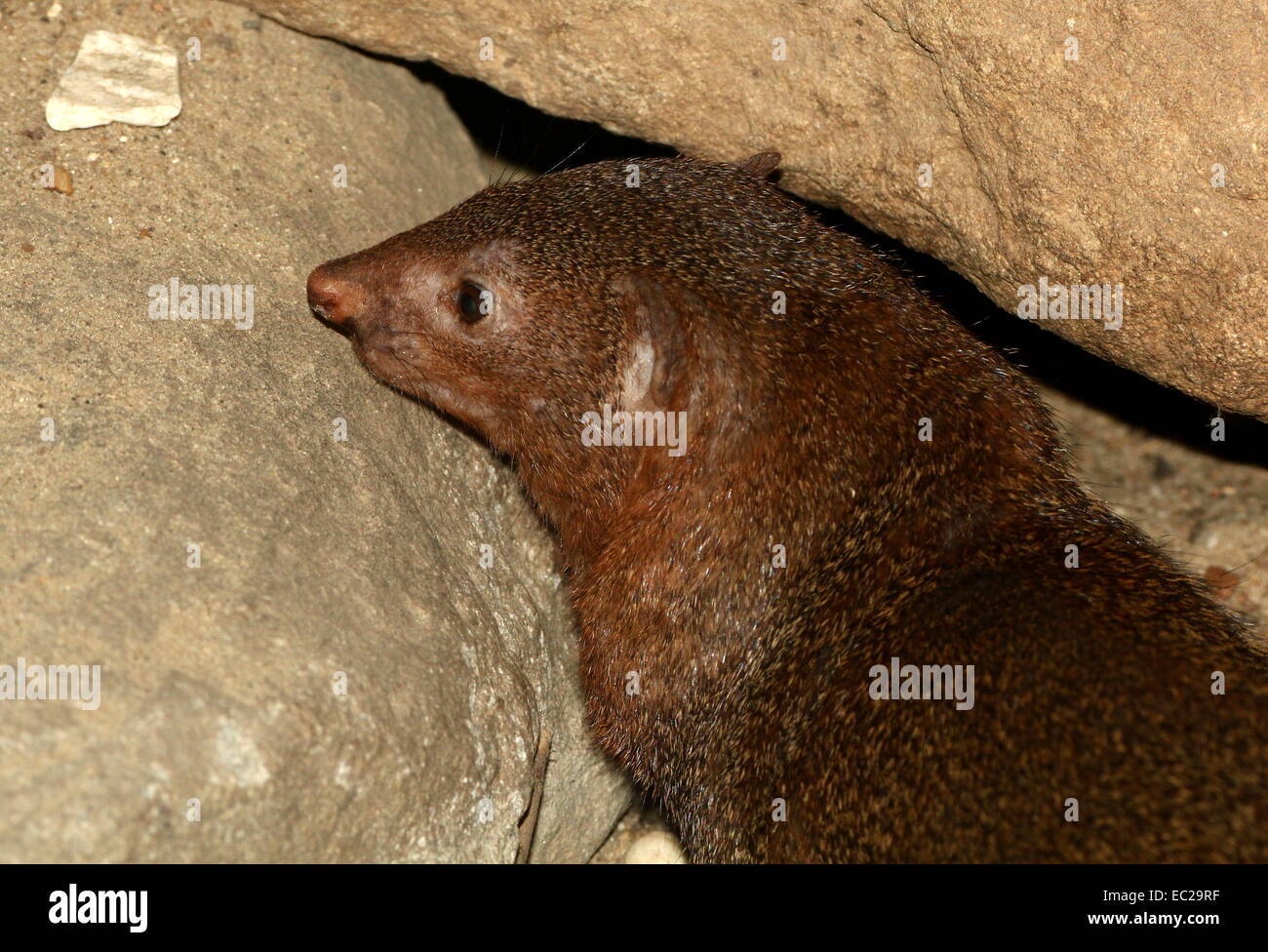 East african common dwarf mongoose hi-res stock photography and images ...