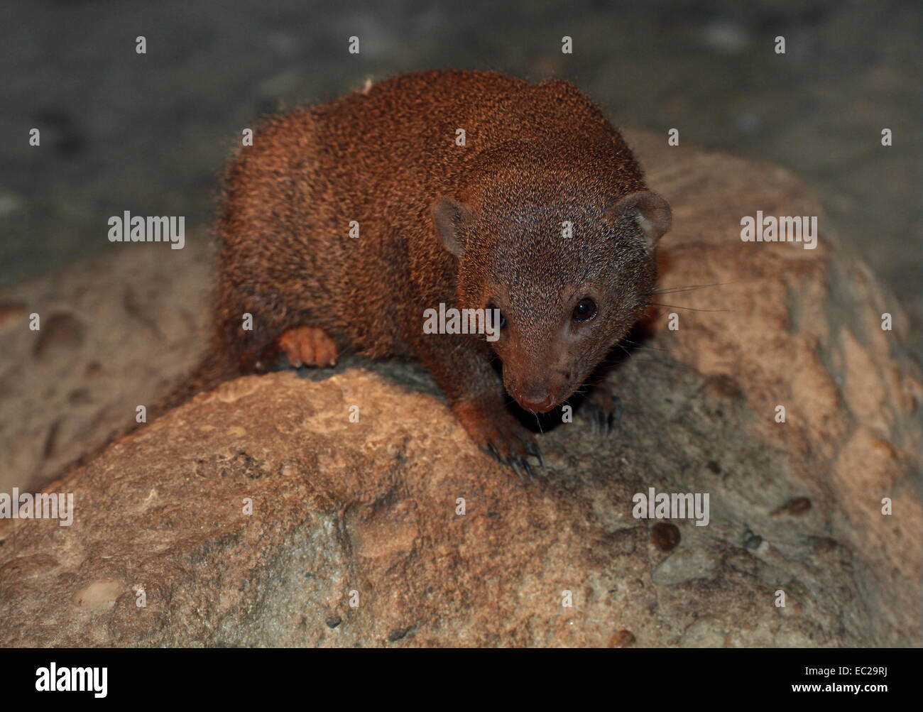 East african common dwarf mongoose hi-res stock photography and images ...