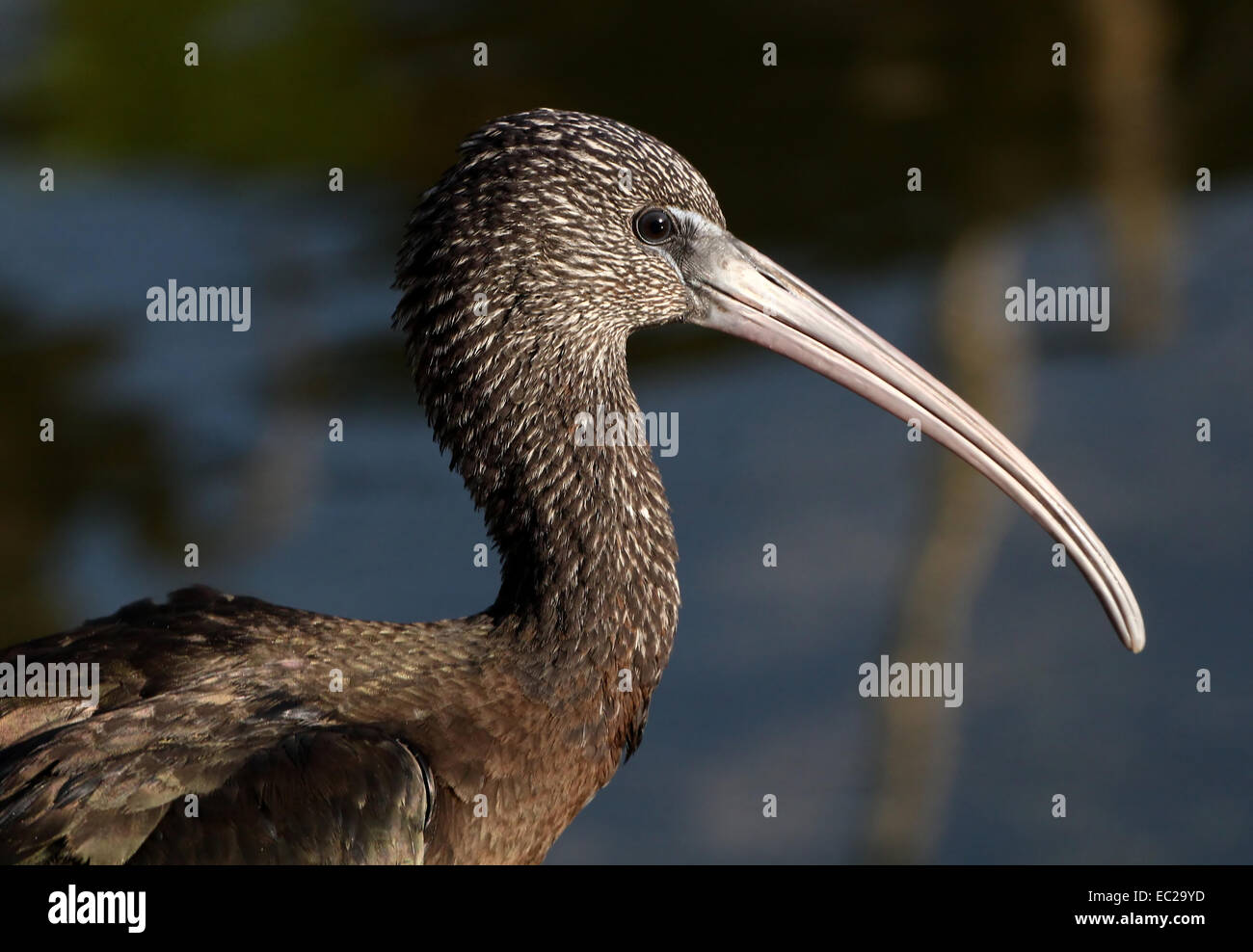Glossy Ibis (Plegadis falcinellus) close-up op upper body, head and ...