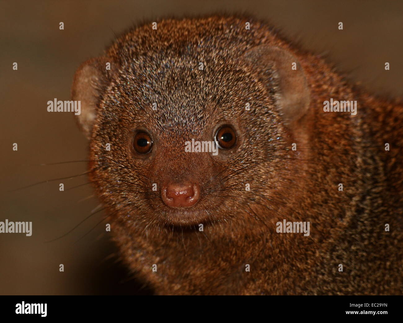 East african common dwarf mongoose hi-res stock photography and images ...