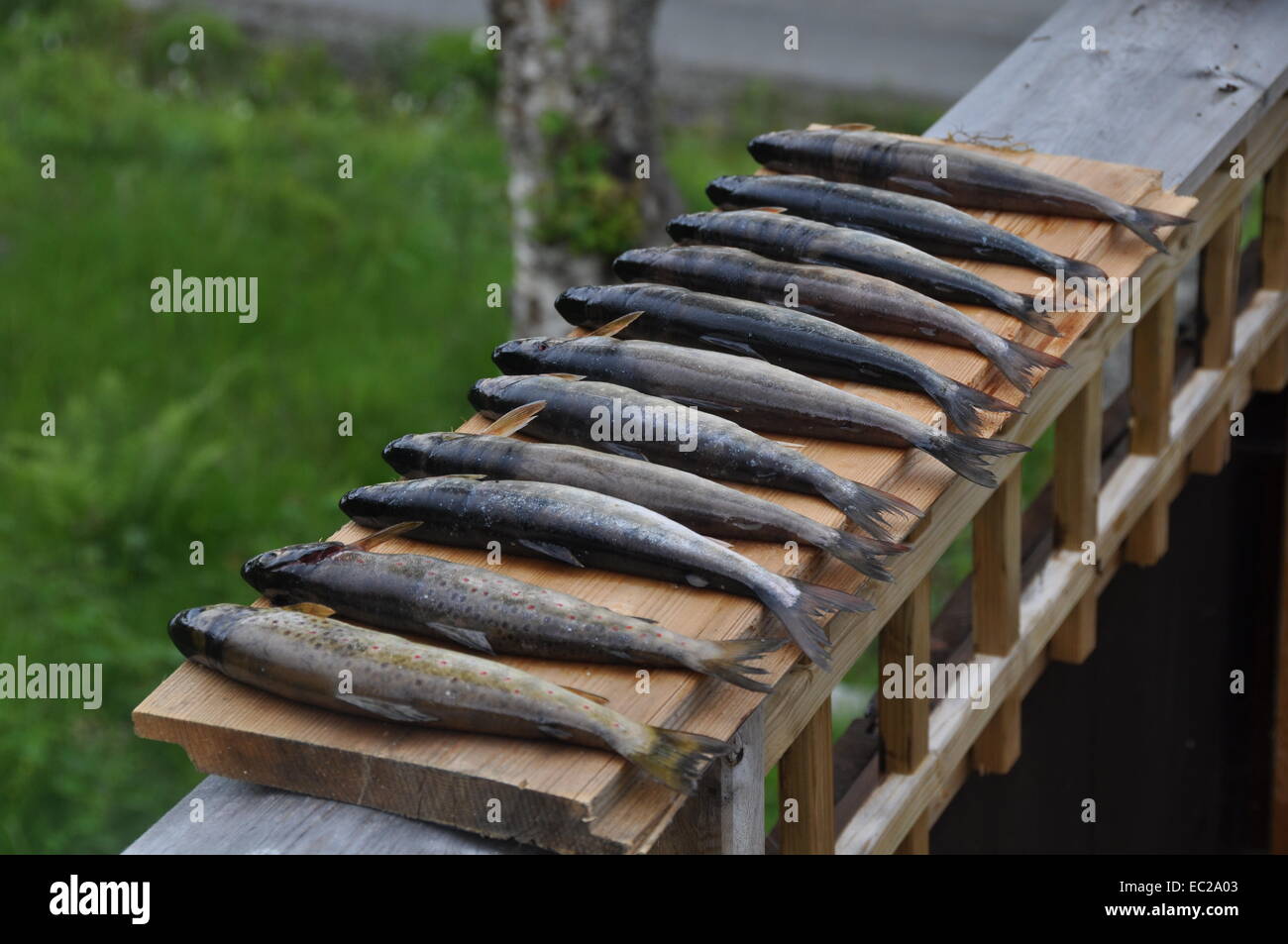 Norway fish hi-res stock photography and images - Alamy