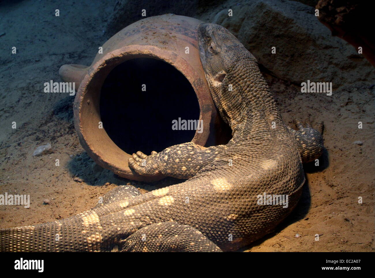 Varanen hi-res stock photography and images - Alamy