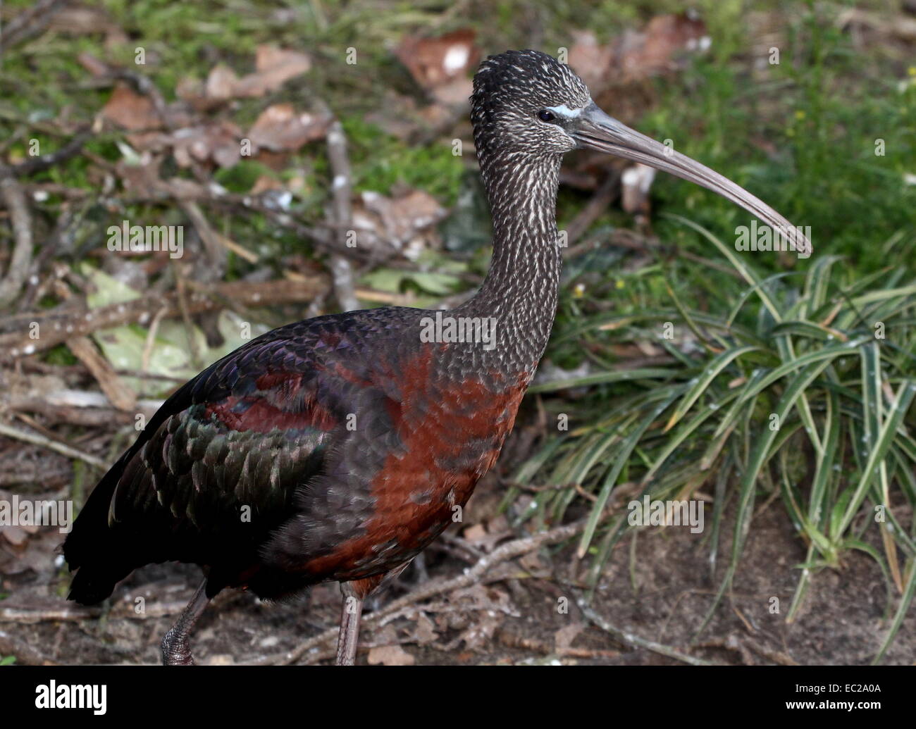 Glossy black ibis hi-res stock photography and images - Alamy