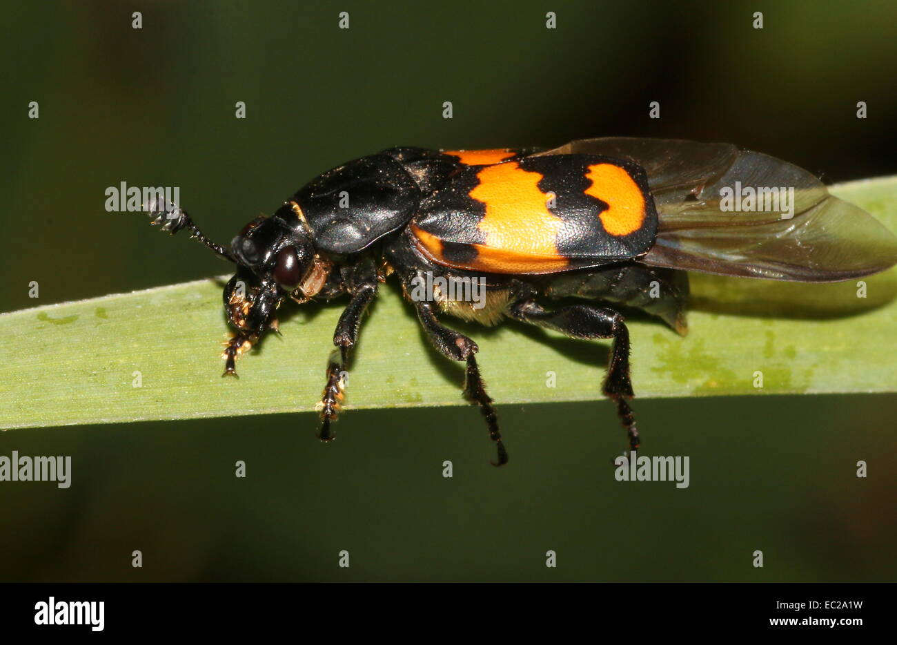 Nicrophorus vespillo, a large and colourful European burying beetle or ...