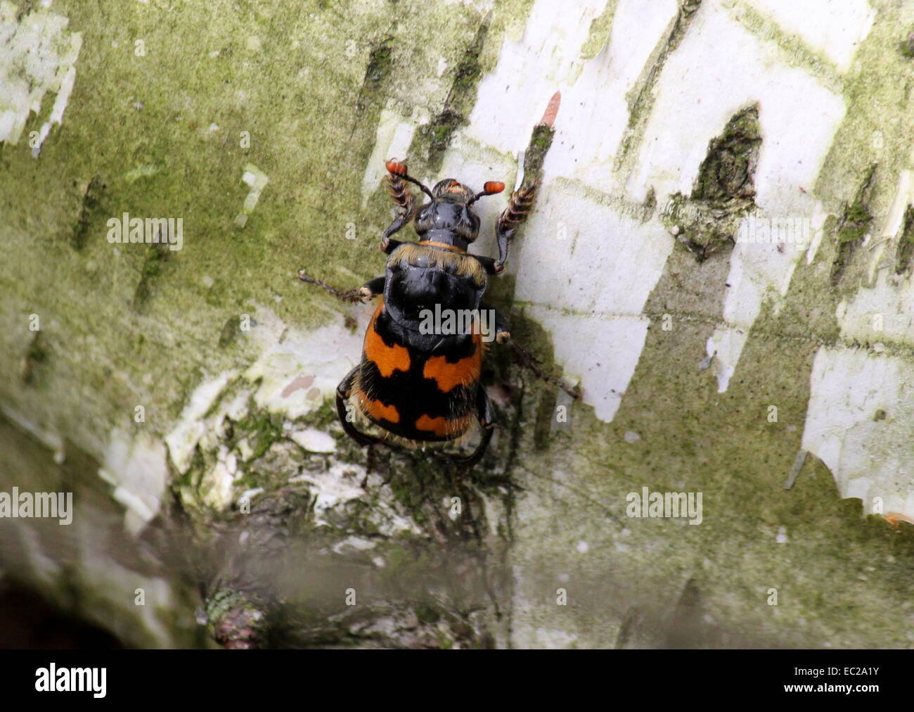 Nicrophorus vespillo, a large and colourful European burying beetle or ...