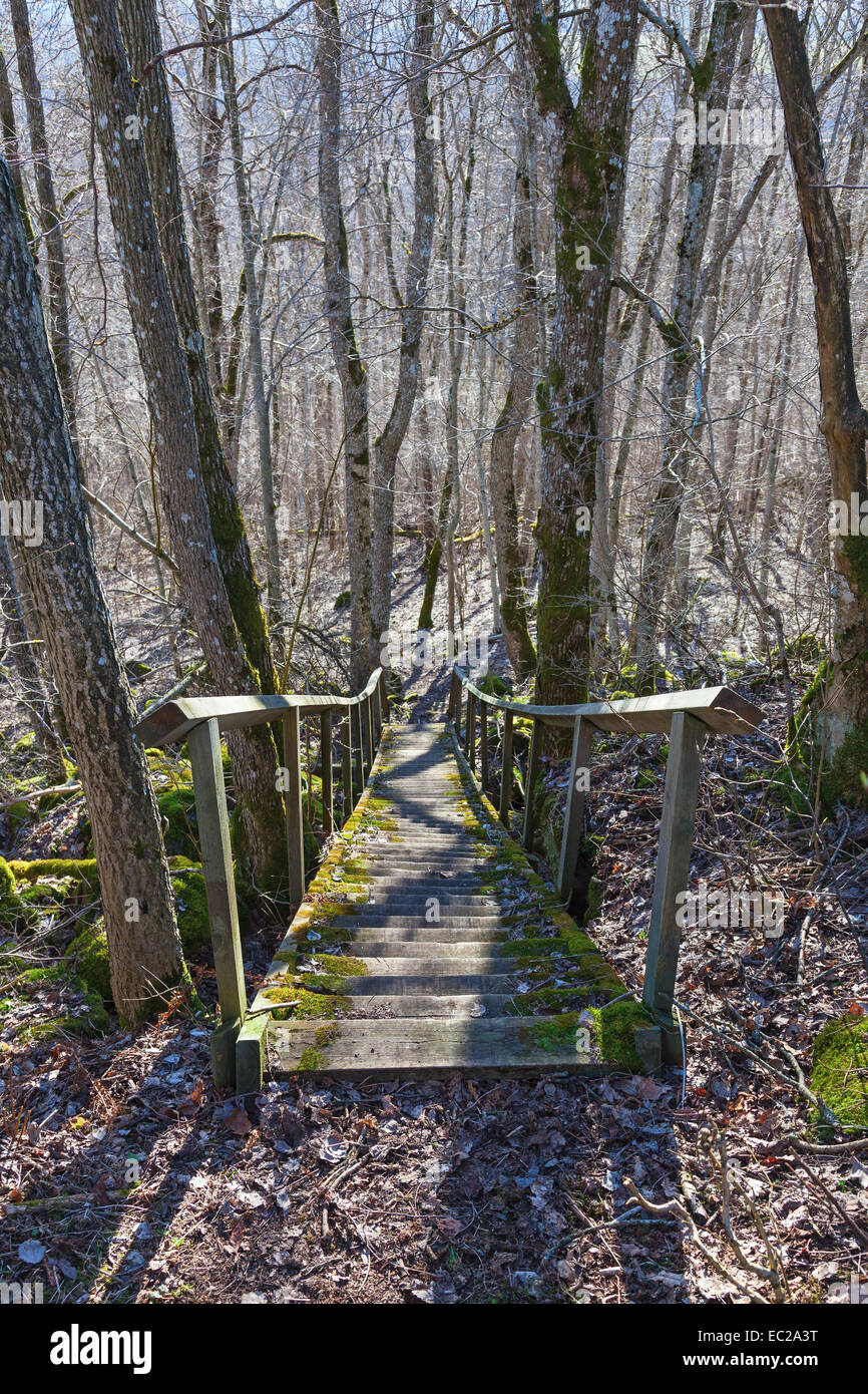Hiking trail in the woods with a long staircase Stock Photo - Alamy