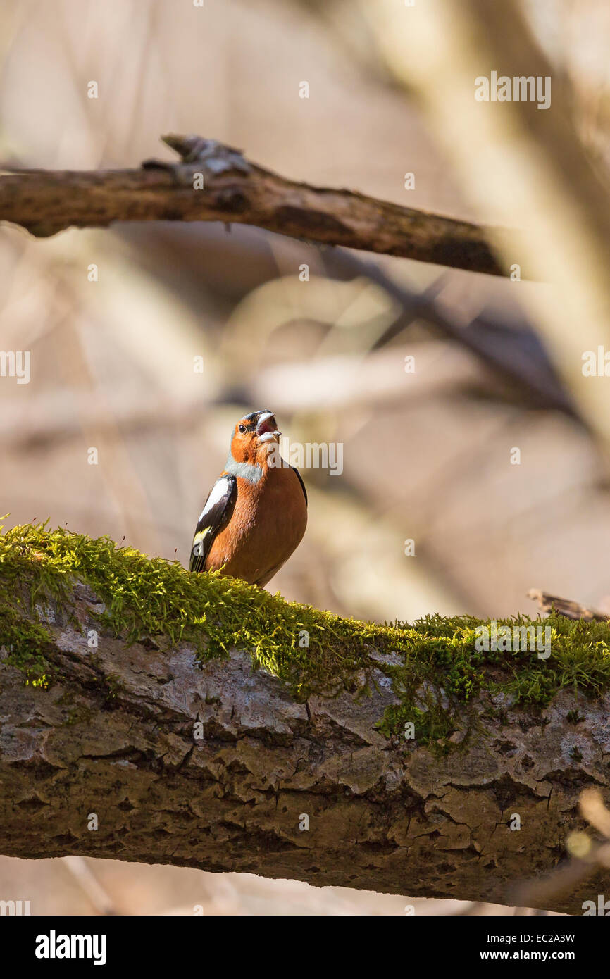 Chaffinch singing from a tree Stock Photo - Alamy