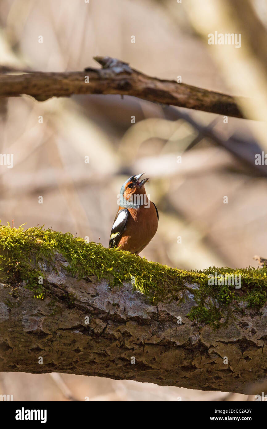 Chaffinch singing from a tree branch Stock Photo - Alamy