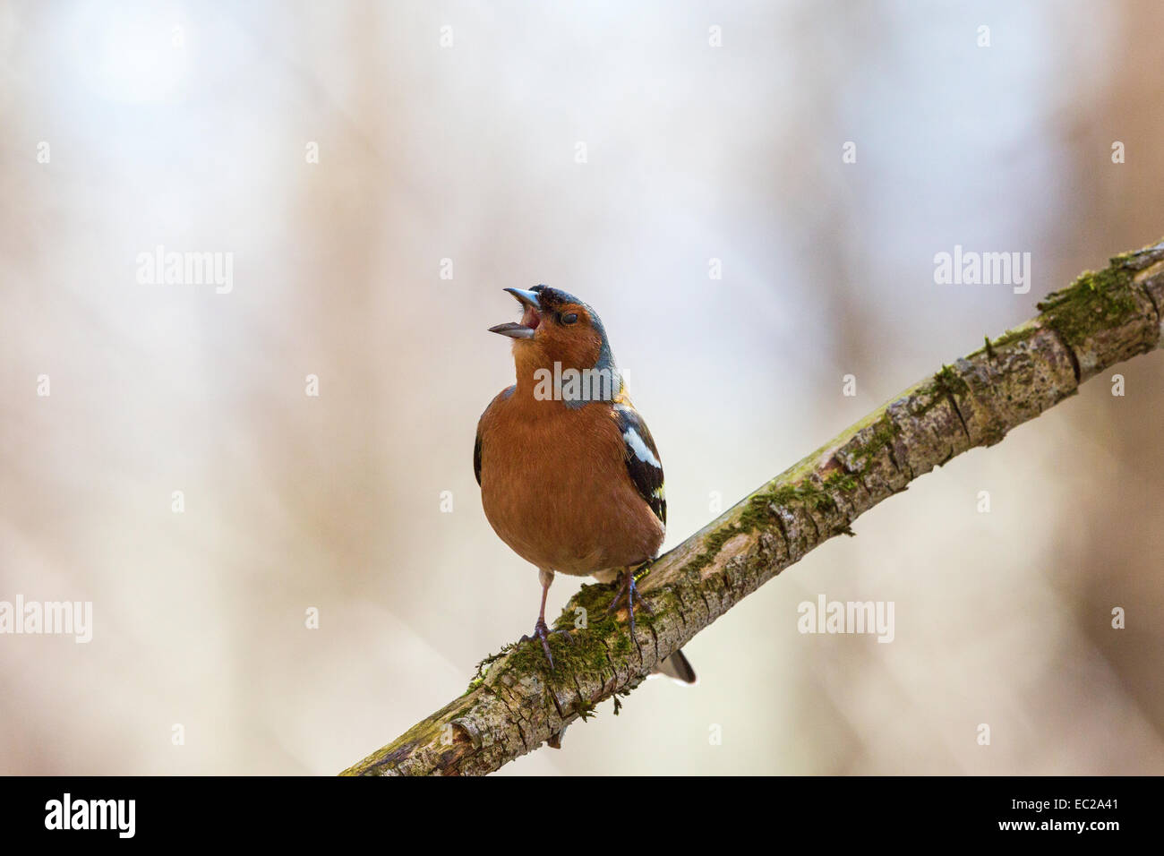 Chaffinch singing from a tree branch Stock Photo - Alamy