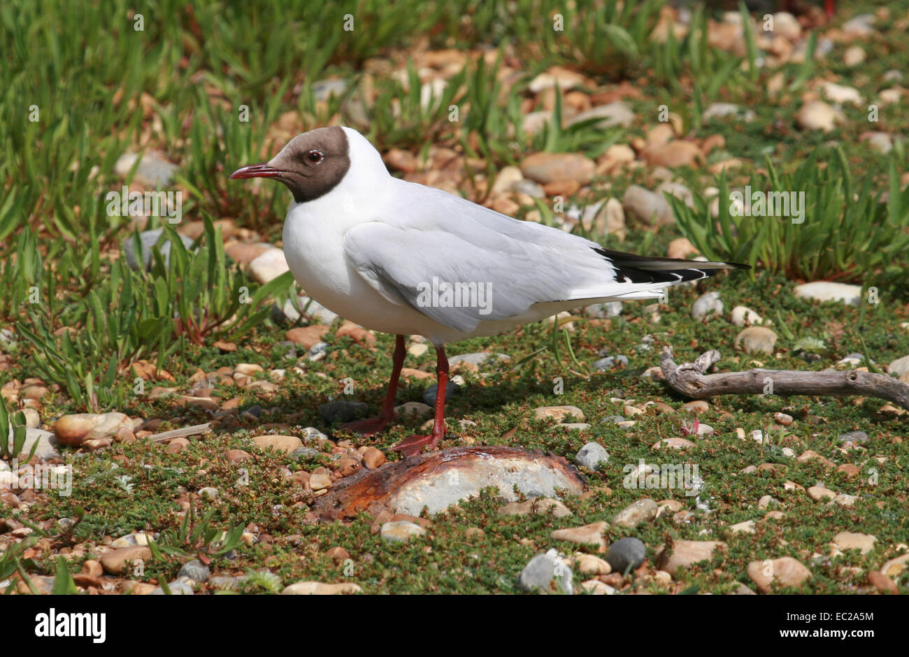 Adult summer plumage black headed gull hi-res stock photography and ...