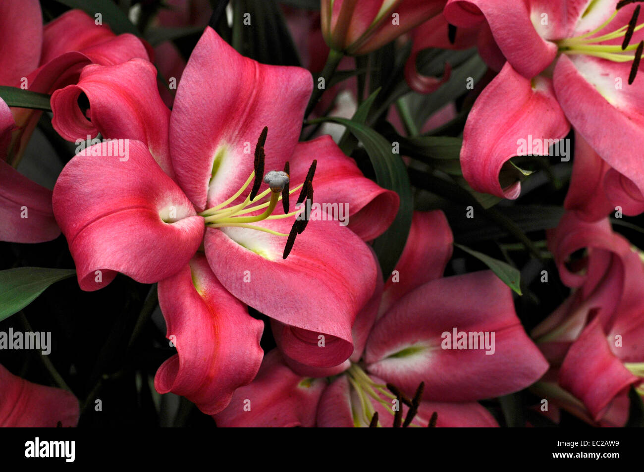 Robina hi-res stock photography and images - Alamy