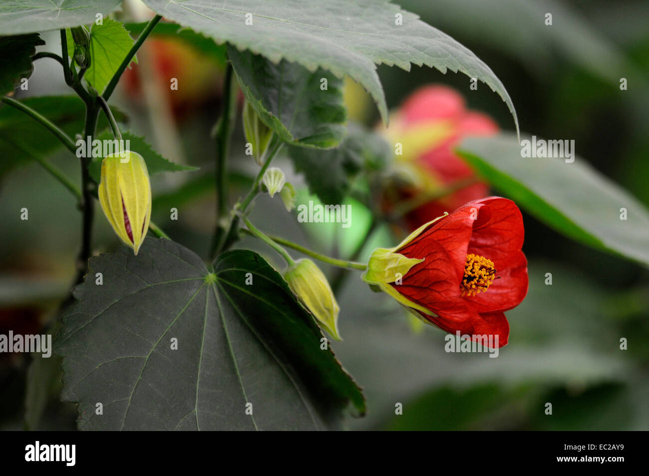 Abutilon x hybridum hi-res stock photography and images - Alamy